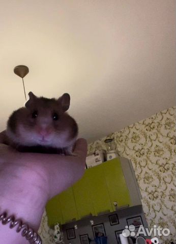 Сирийский хомяк вязка