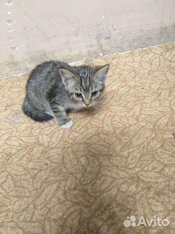 Котята девочки 2 мес с доставкой