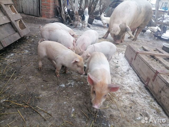 Поросенок ландрас