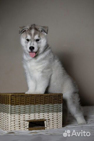 Щенки сибирской хаски