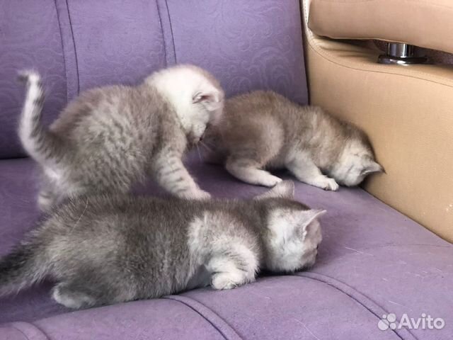 Британская шиншилла