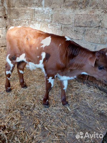 Бычки и быки