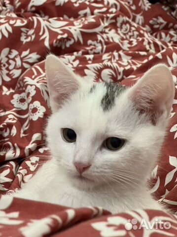 Котята метисы