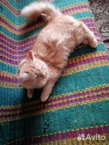 Кот