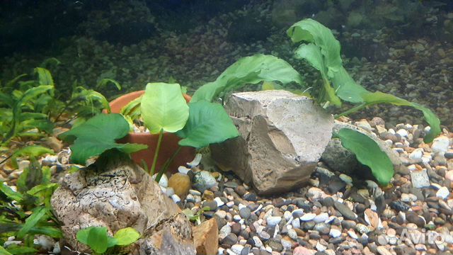 Обмен анубиас