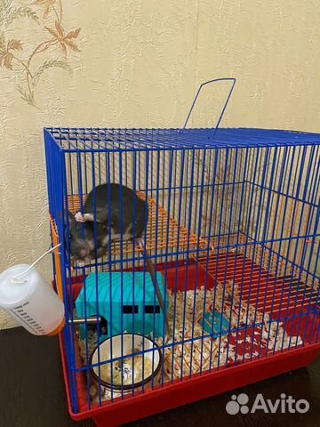 Декоративная крыса