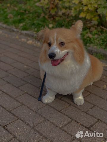 Вельш-корги флаффи вязка