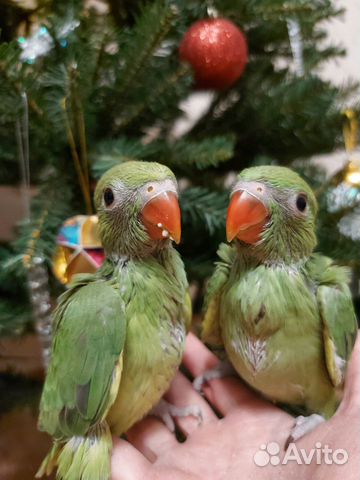 Ожереловый попугай птенцы