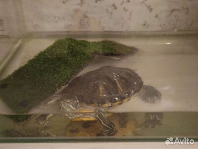 Красноухая черепаха с аквариумом