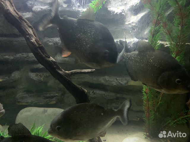 Пиранья натерра