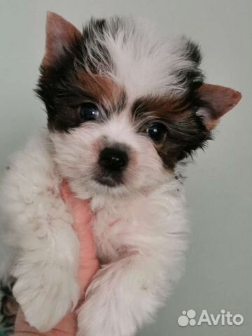 Мальчик биверенок