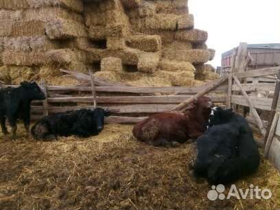 Телки яловые 4 шт 260 т