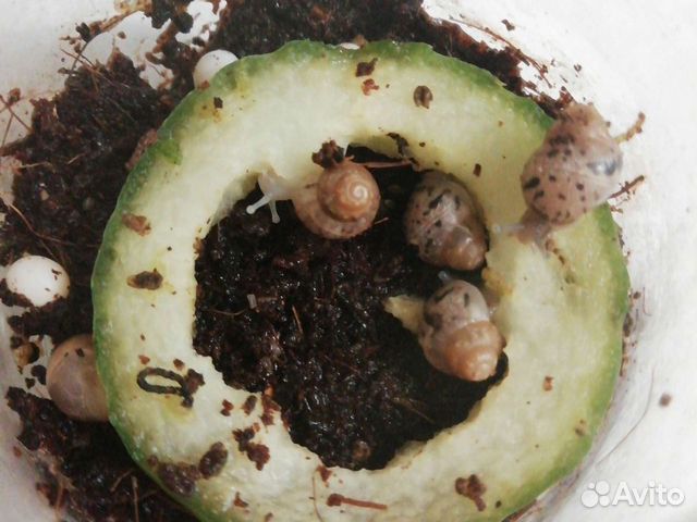 Улитки Ахатины