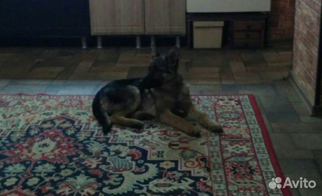 Подрощенный щенок от немцев