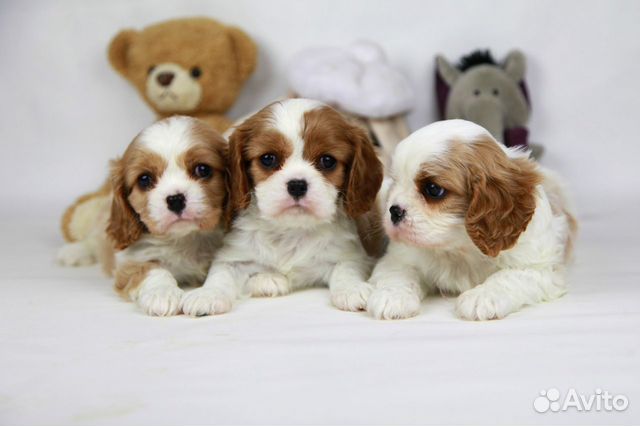 Кавалерчики бленхейм