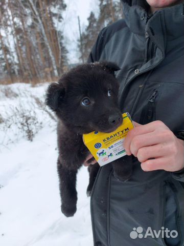 Щенки в частный дом