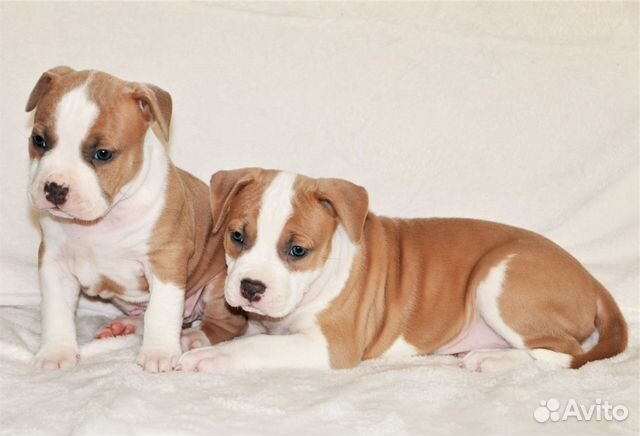 Высокопородные щенки аст