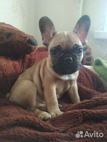 Голубогенная девочка