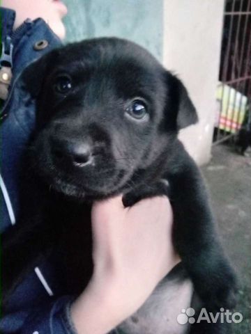 Собаки бесплатно в добрые руки щенки