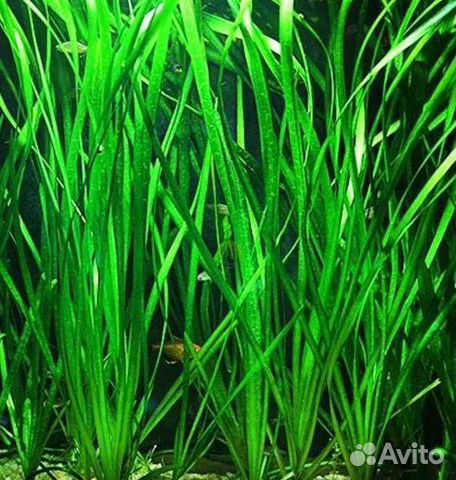 Аквариумные растения прополка