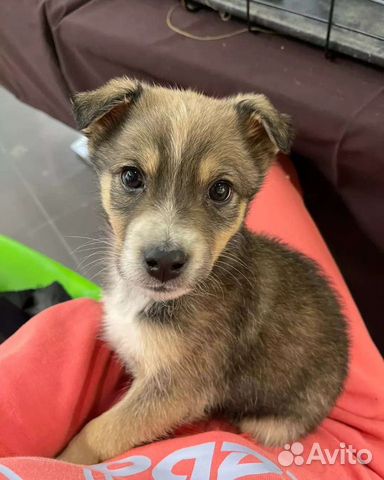 Сладкие мальчуганы в добрые ручки бесплатно