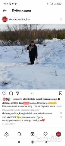 Немецкая овчарка Ева помесь