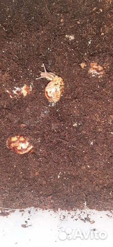 Улитки Ахатины ретикулята