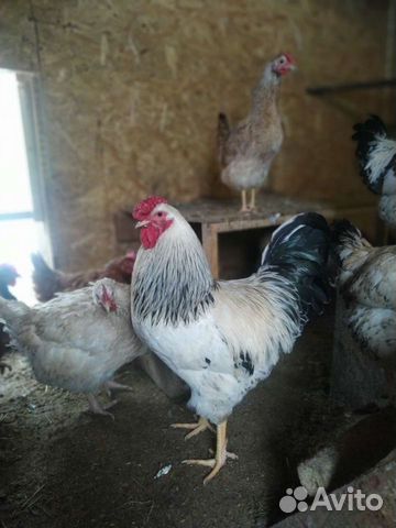 Продам молодых петушков