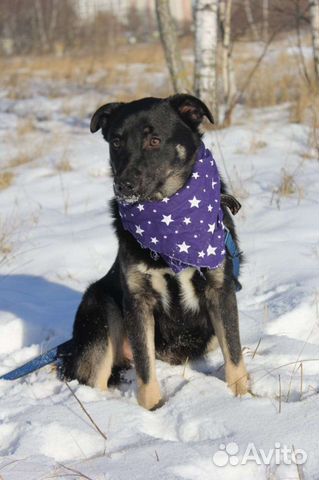 Небольшой пёсик ищет любящую семью