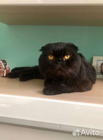 Кот шотландский