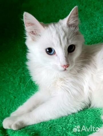 Разноглазые красавцы (метисы, 4 мес.)