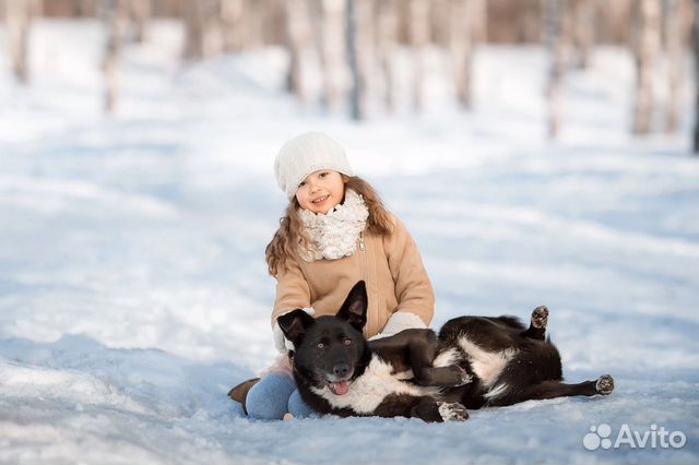 Собака Лейла ищет семью
