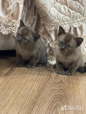 Бурманские котята бурманская кошка