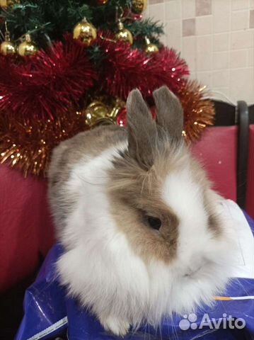 Декоративные кролики