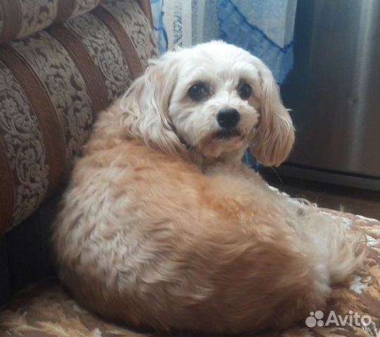 Ищу щенка китайской хохлатой