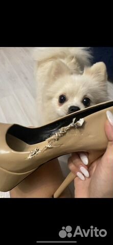 Померанский шпиц отдам