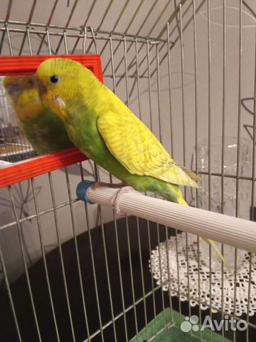 Волнистый попугай