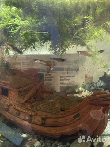 Аквариумные рыбки гуппи