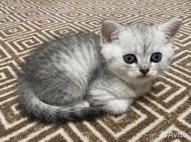Британский котенок