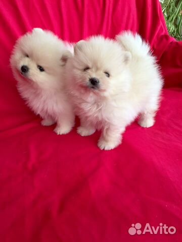 Мальчики померанчики