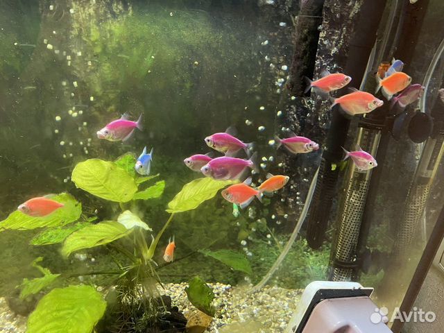 Рыбки тернеция бесплатно