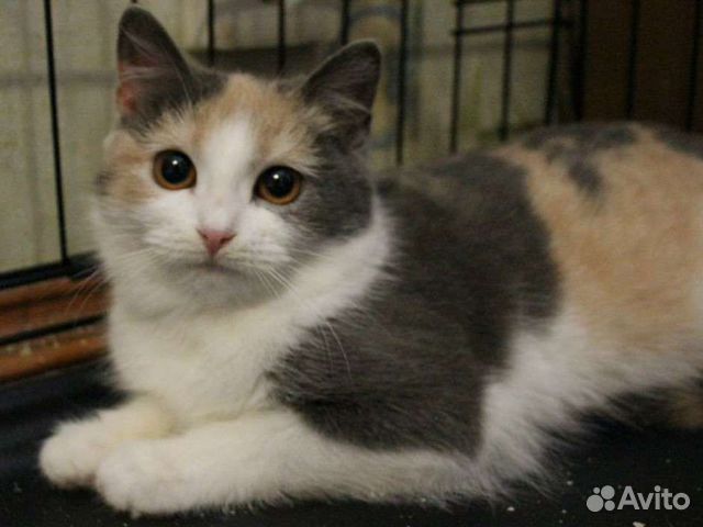 Трёхцветная Ириска 4 месяца ищет дом котенок