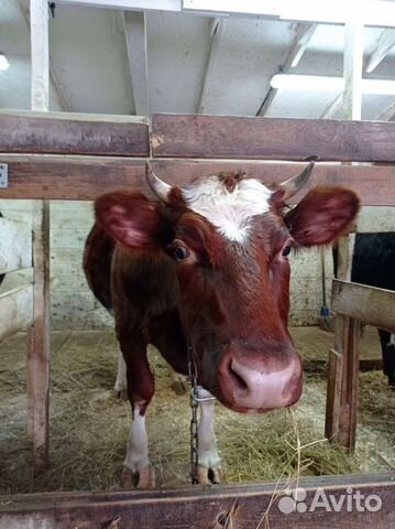 Коровы дойные молочные