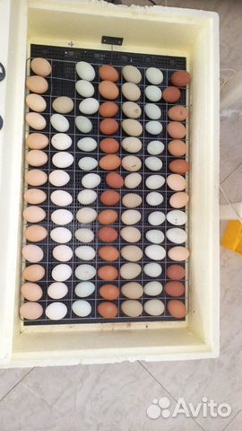 Инкубационное яйцо кур