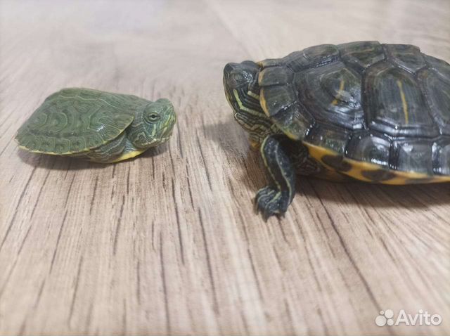 Красноухая черепаха бесплатно