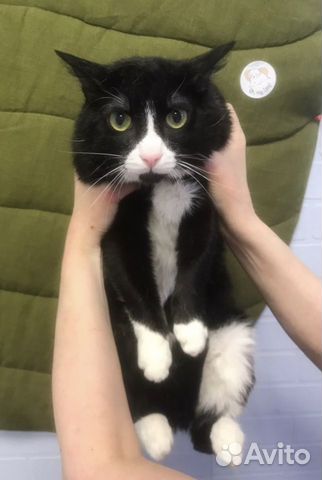 Одинокий котик Тоша 2,5 года в добрые руки