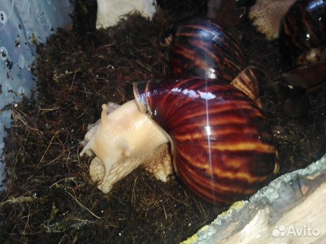 Ахатина иммакулята