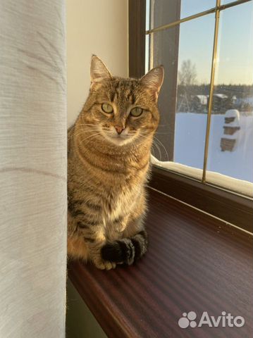 Кошка Тося в добрые руки