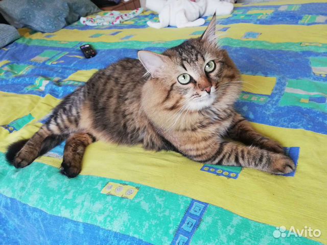 Кот в дар бесплатно
