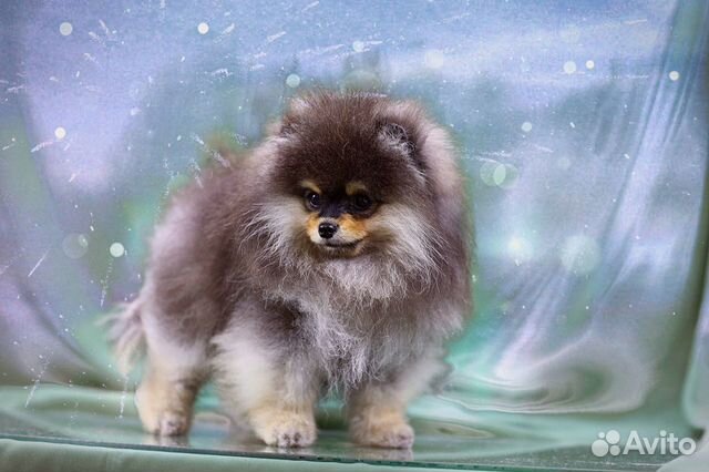 Померанский шпиц мини
